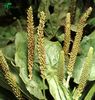 Images and Information of Plantago major